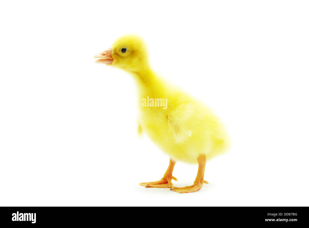Hatched gosling hi-res stock photography and images - Alamy