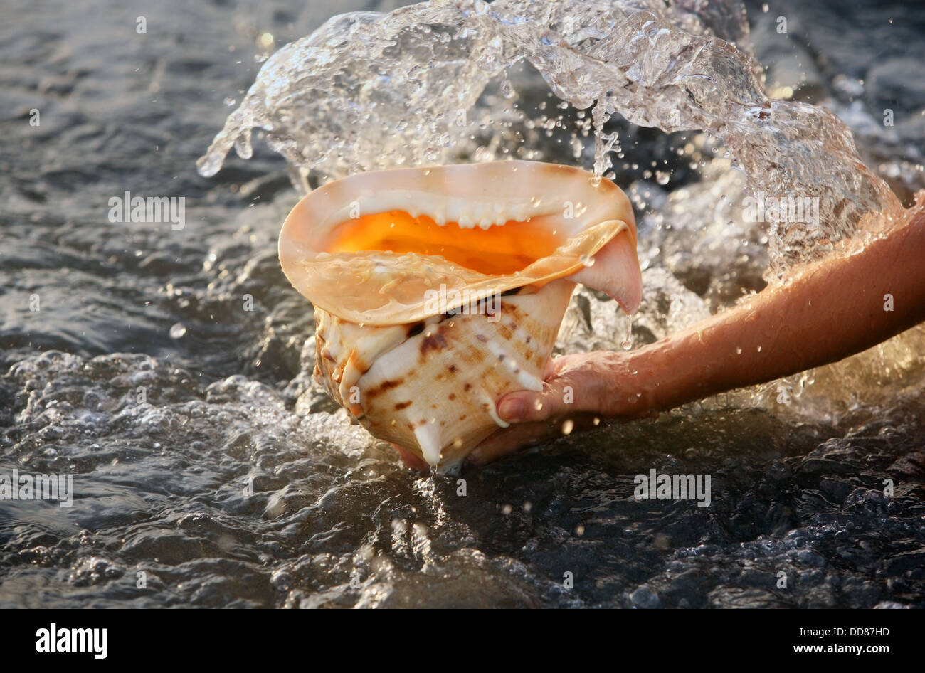 Ocean conch hi-res stock photography and images - Alamy