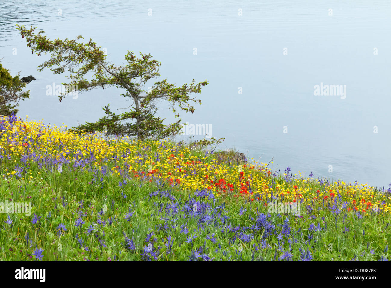 USA, Washington, San Juan Islands. Wildflowers and tree overlooking ...