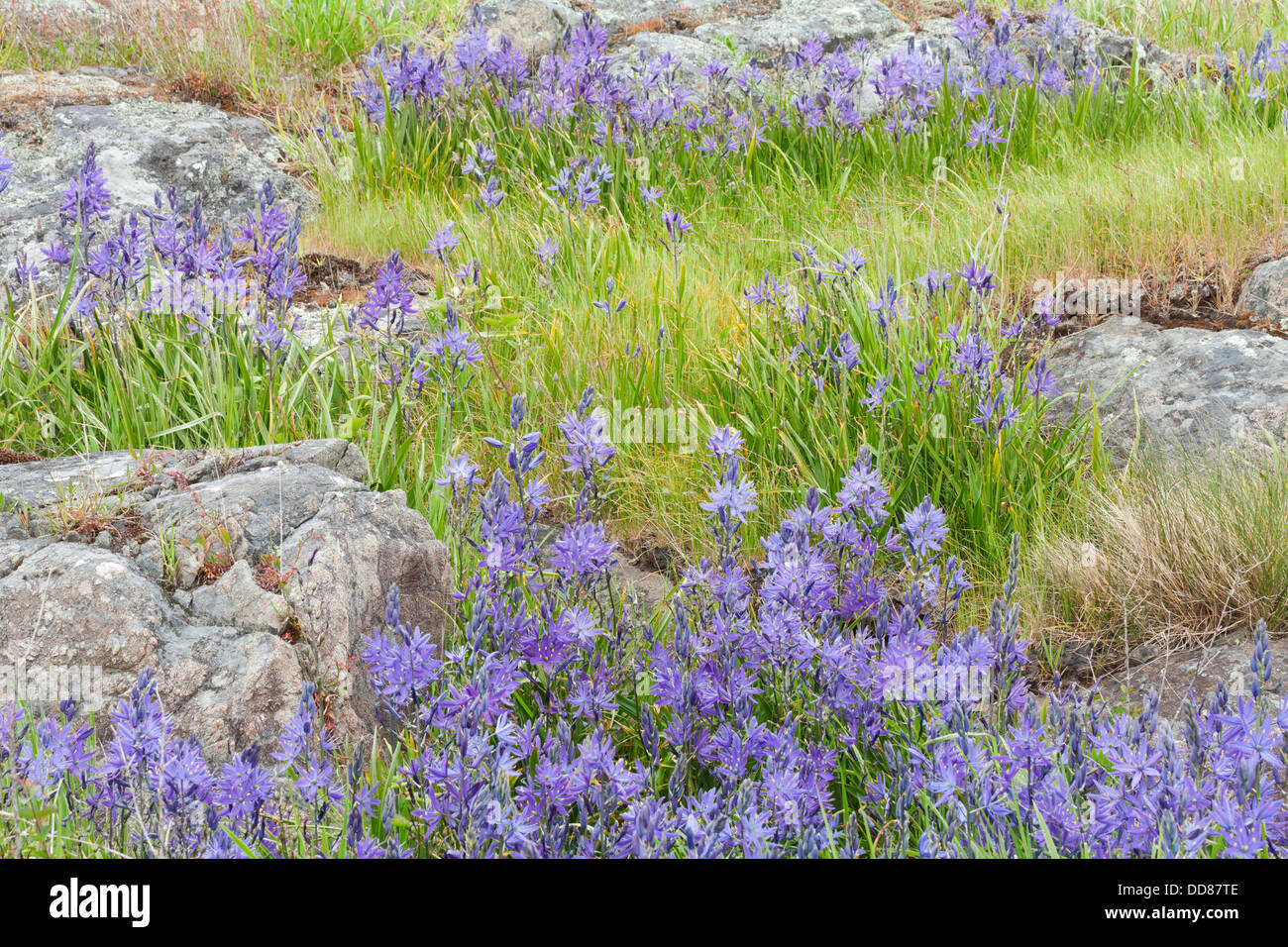 USA, Washington, San Juan Islands. Wildflowers surround boulders on ...