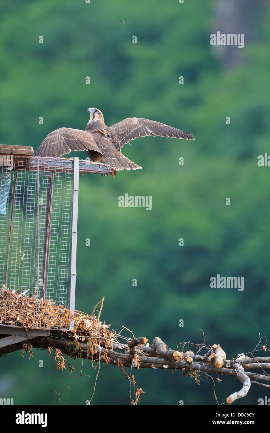 Hack boxes hi-res stock photography and images - Alamy