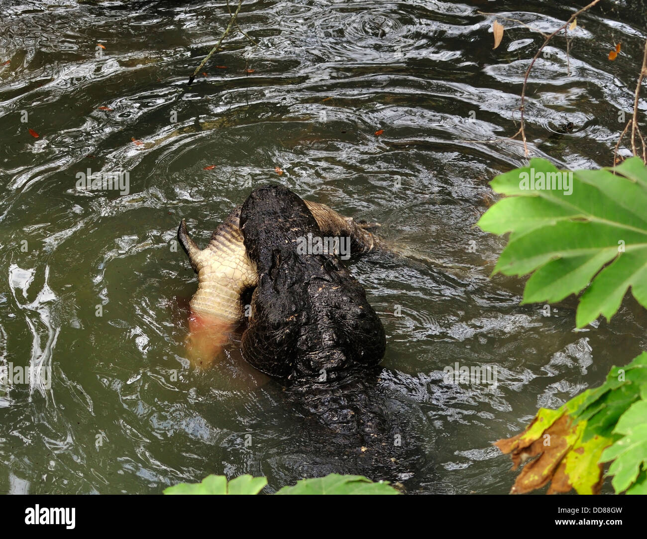 Alligator hunt hi-res stock photography and images - Alamy