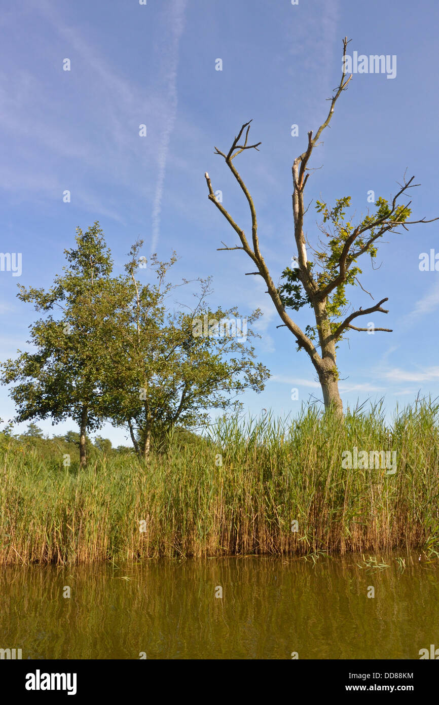 Catfield hi-res stock photography and images - Alamy