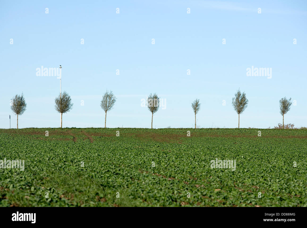 Blasted trees hi-res stock photography and images - Alamy
