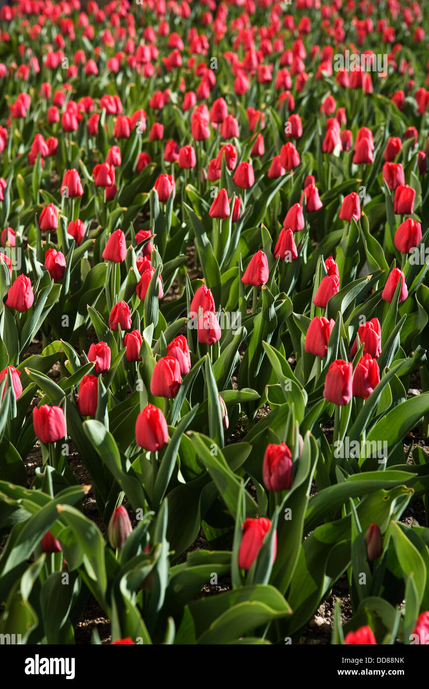 Tulips full frame Stock Photo - Alamy