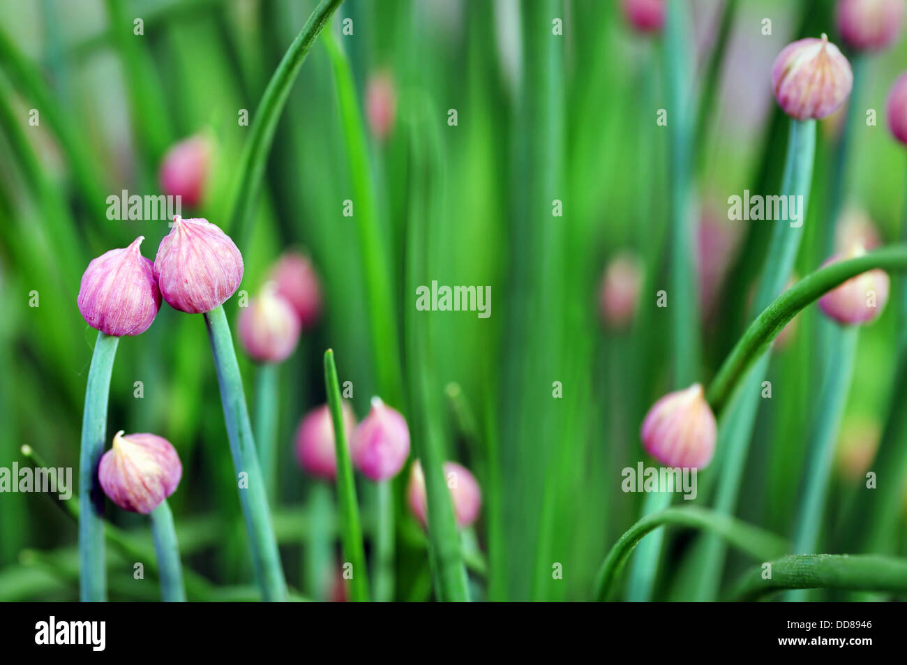 Onion flower buds hi-res stock photography and images - Alamy