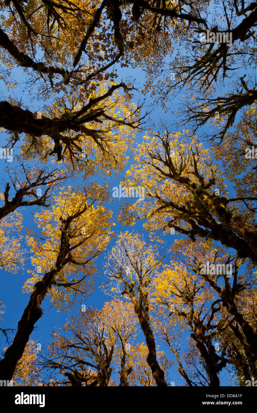 Big leaf maple tree olympic park hi-res stock photography and images ...