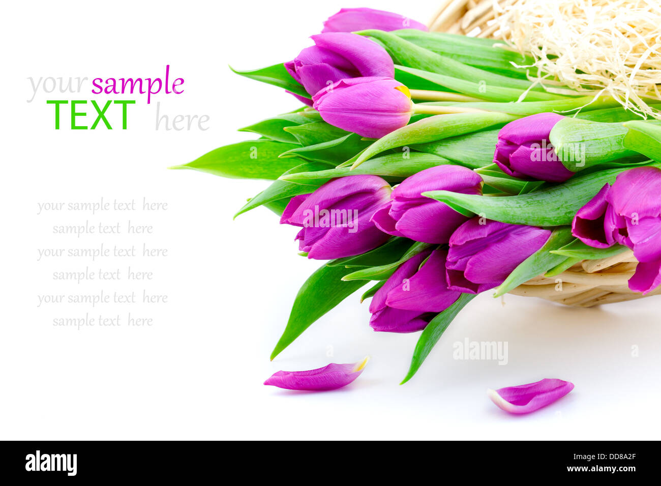 Pink tulips on white background (with sample text Stock Photo - Alamy