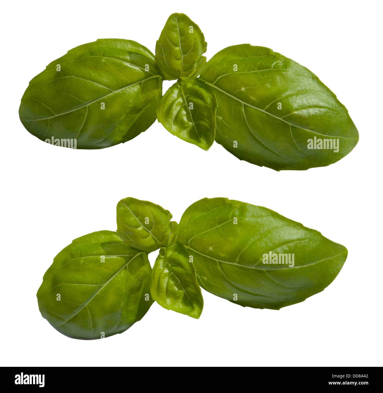 Fresh basil with white background Stock Photo - Alamy