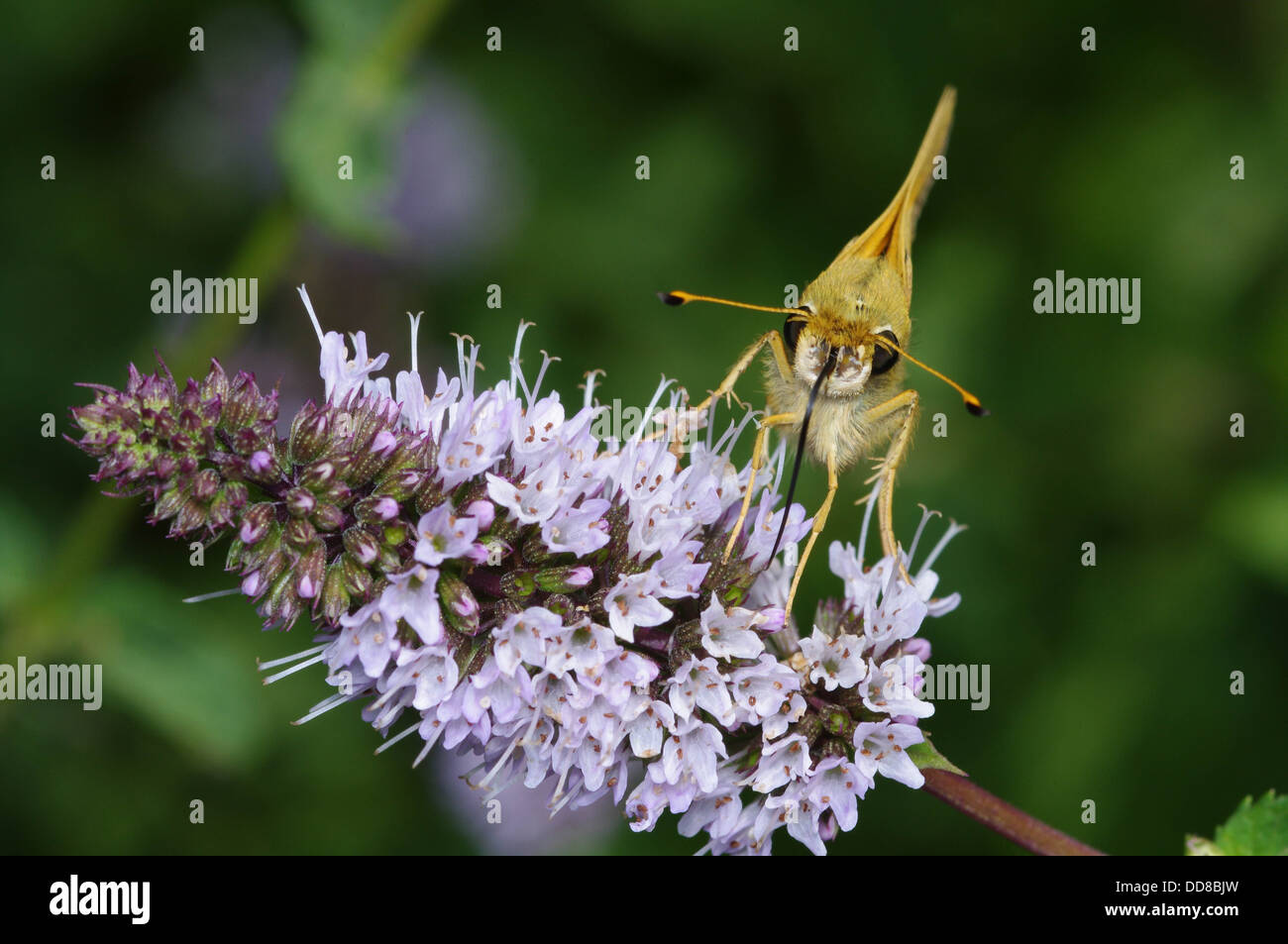 Skipper moth sipping nectar from mint blossom Stock Photo - Alamy