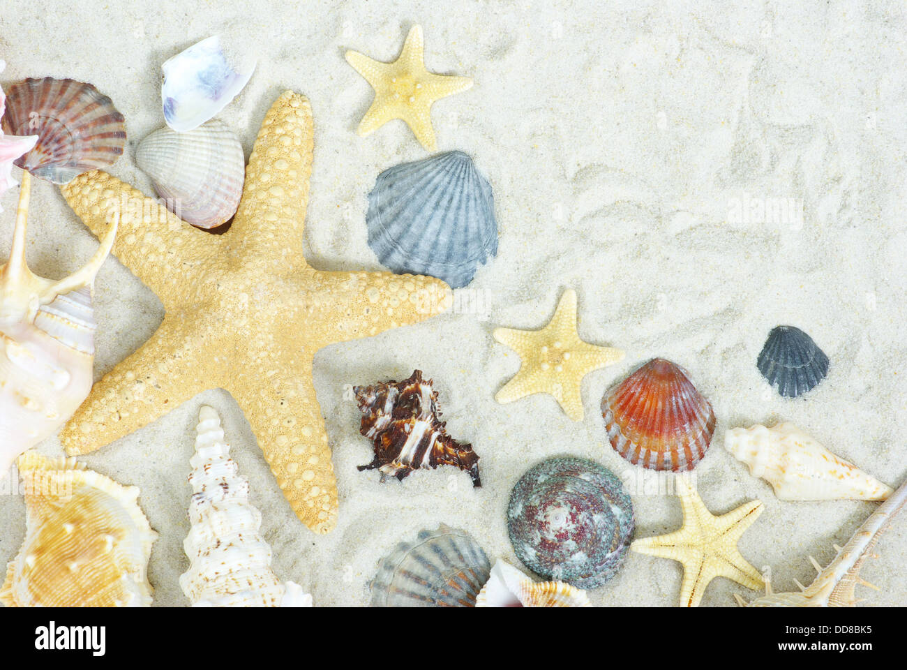 shells on sand Stock Photo - Alamy