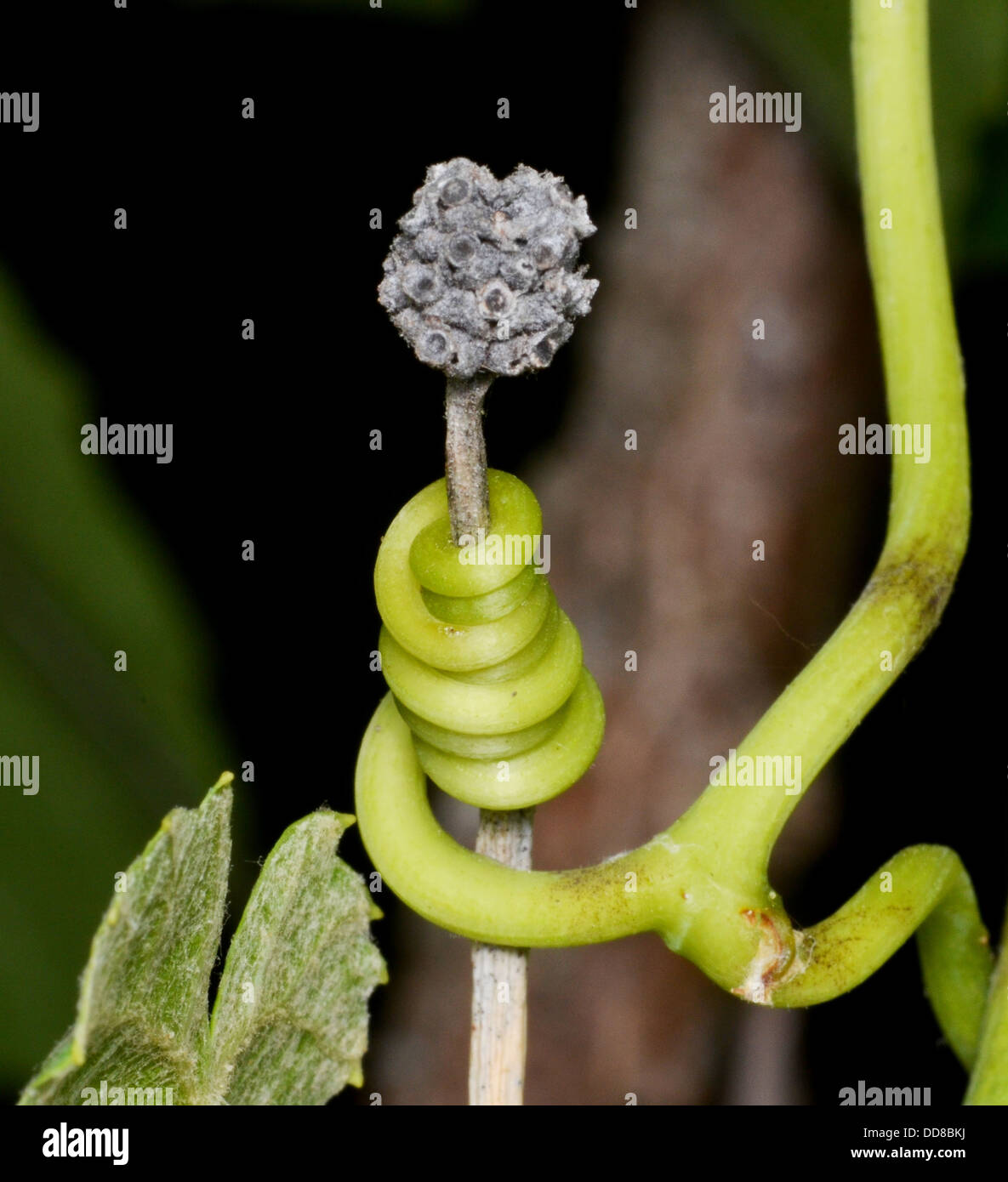 Bind tightly hi-res stock photography and images - Alamy