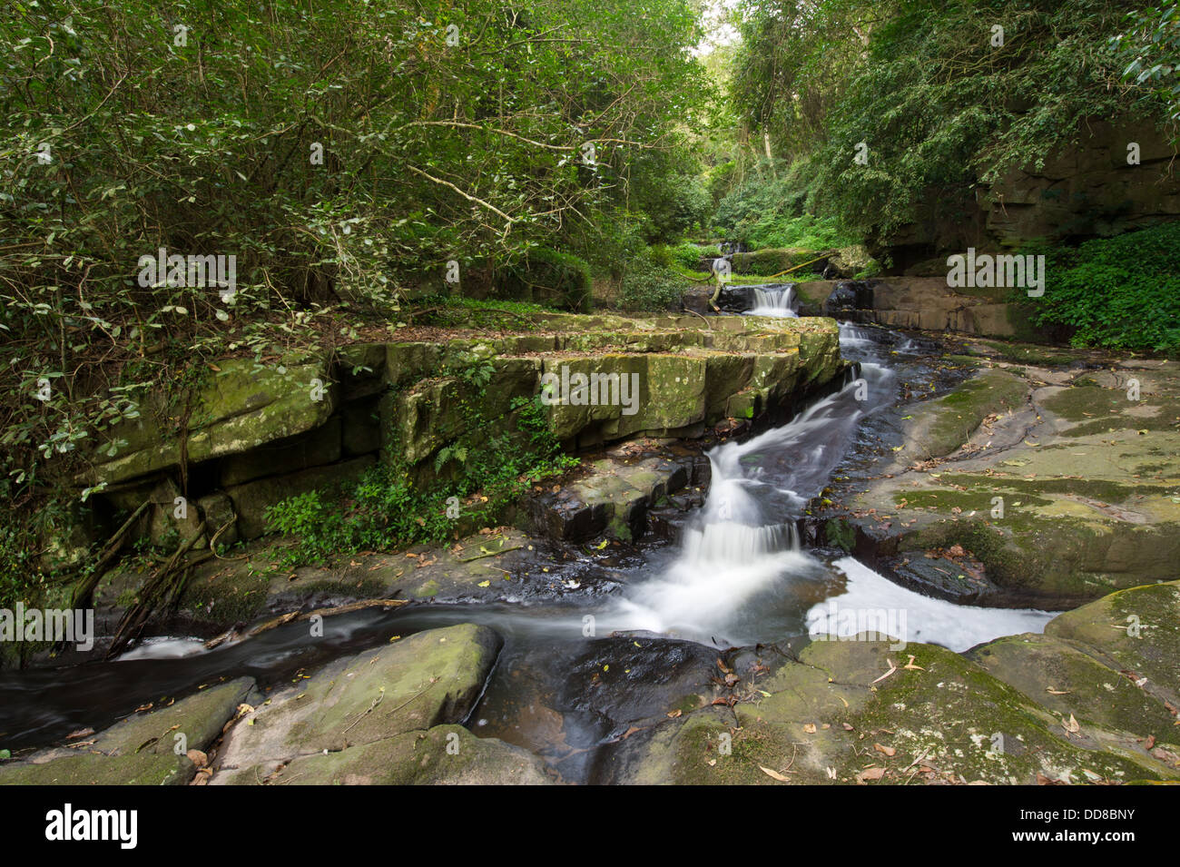 Mpushini Waterfall, Dlinza forest, Eshowe, South Africa Stock Photo - Alamy