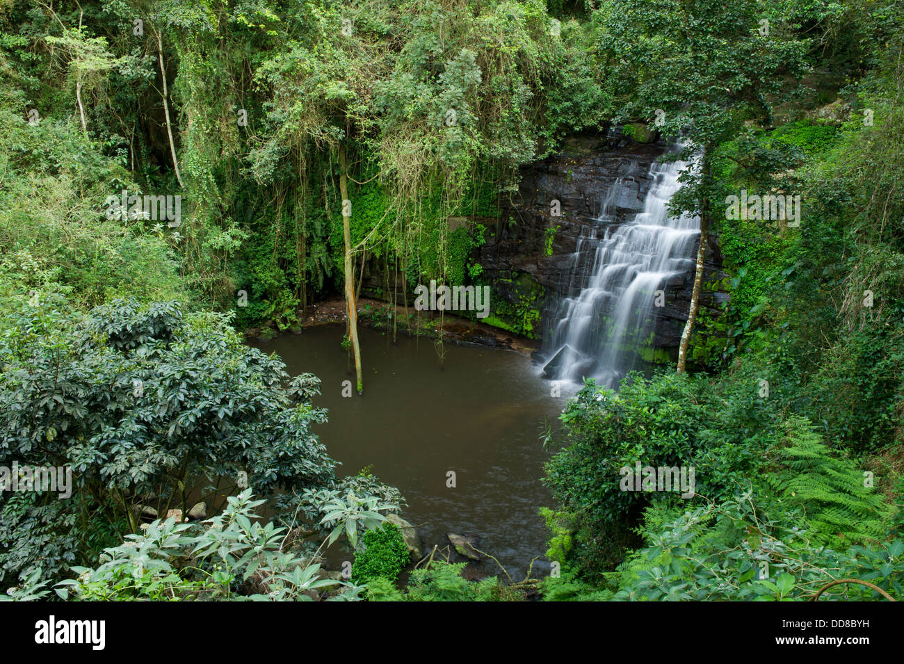 Mpushini Waterfall, Dlinza forest, Eshowe, South Africa Stock Photo - Alamy