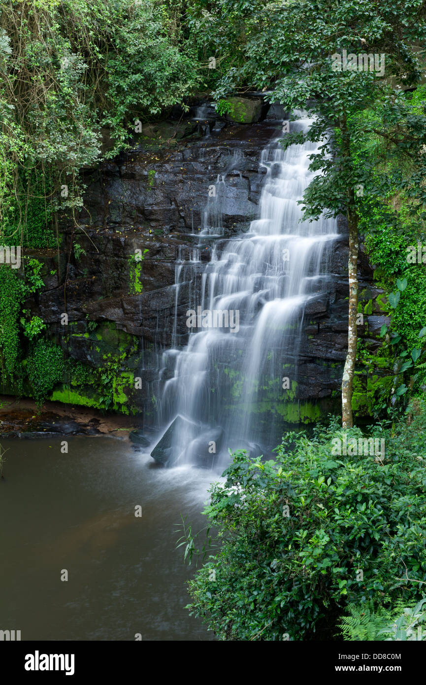 Mpushini Waterfall, Dlinza forest, Eshowe, South Africa Stock Photo - Alamy