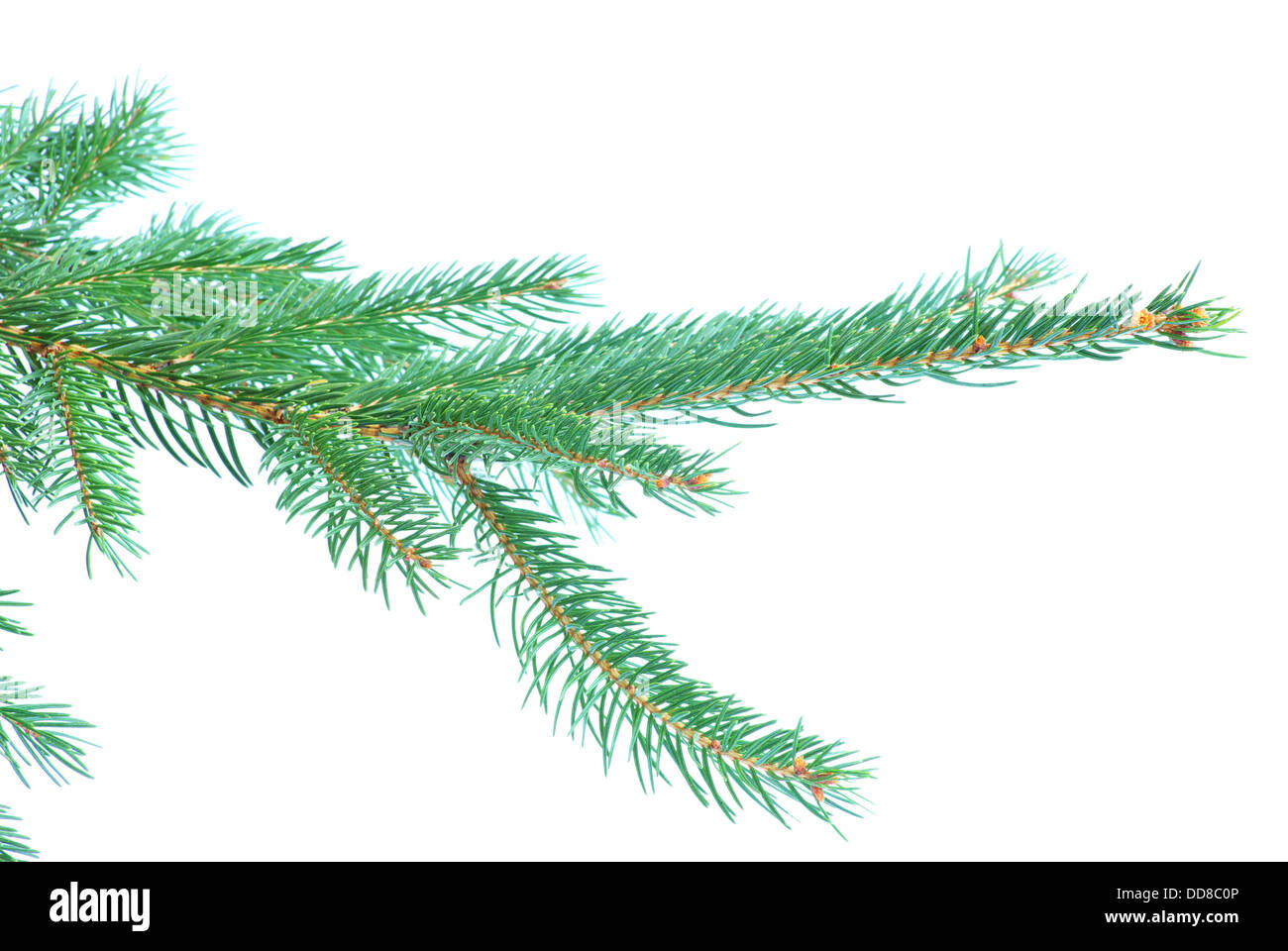 fir tree branches Stock Photo - Alamy