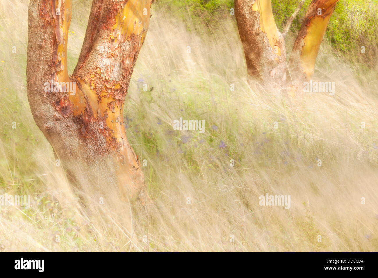 USA, Washington, San Juan Islands. Grasses and madrone trees in Yellow ...