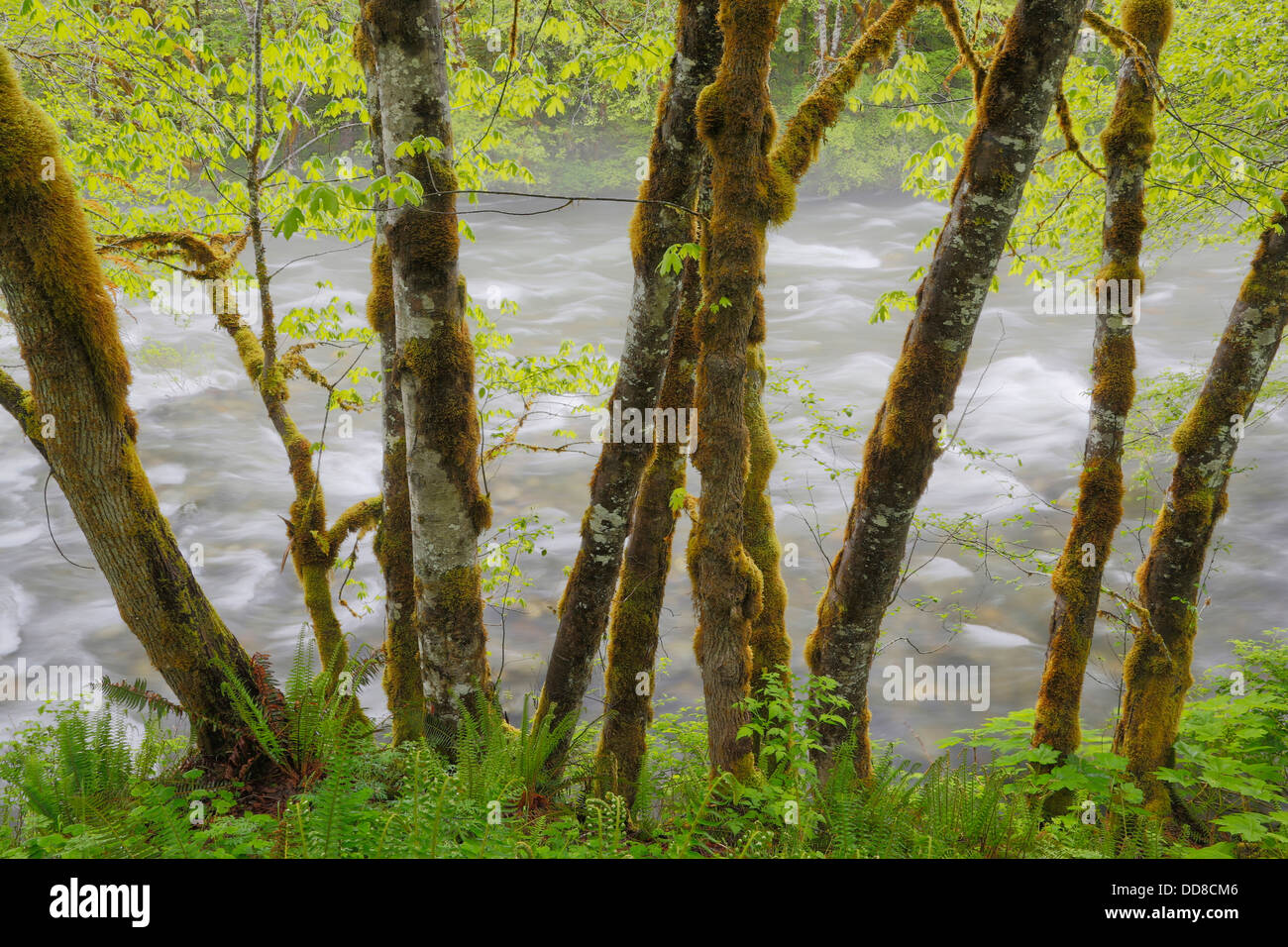 USA, Washington, Cascade Mountains. View through maple trees of ...