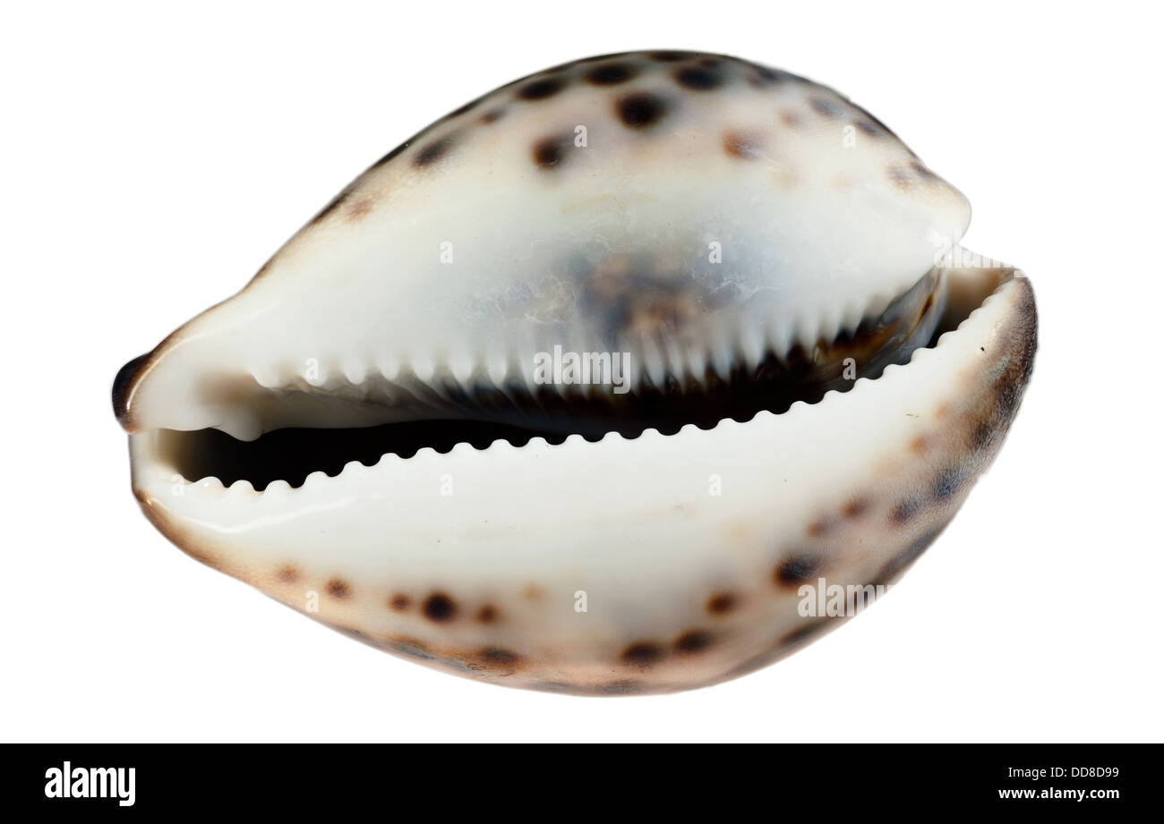 White cowrie shell hi-res stock photography and images - Alamy