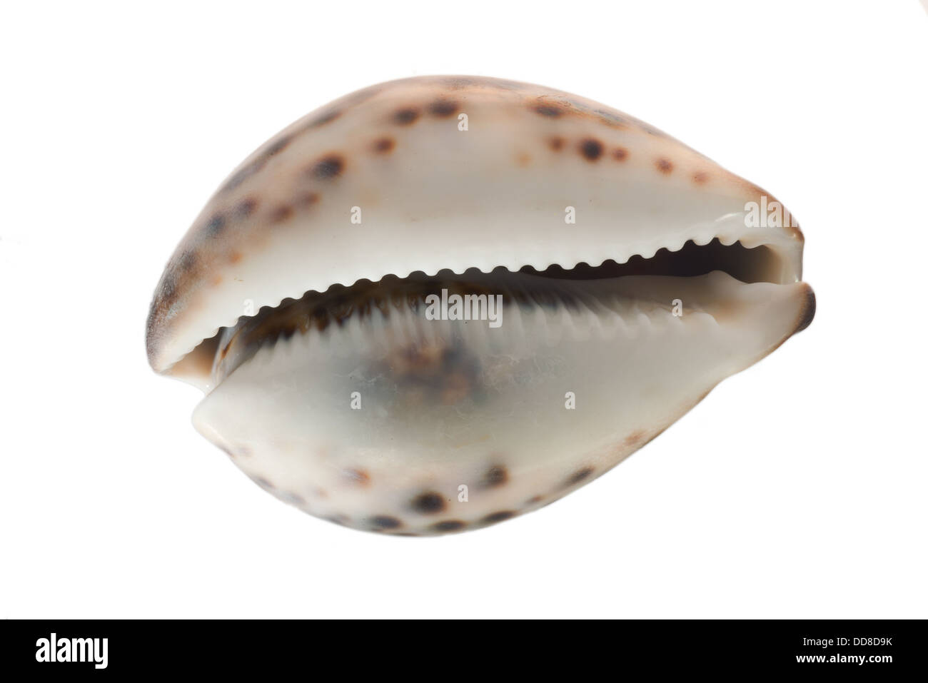 White cowrie shell hi-res stock photography and images - Alamy