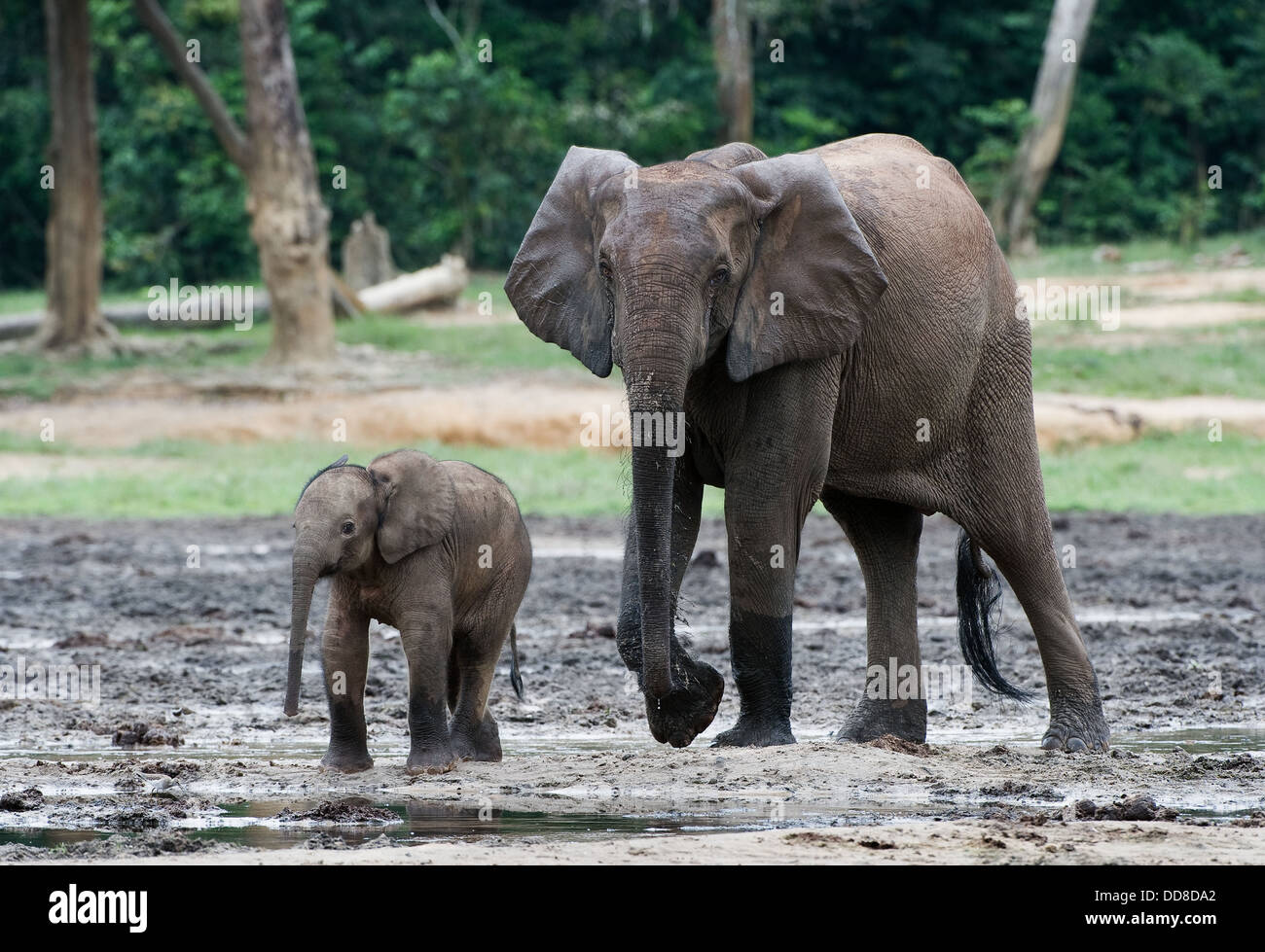 The kid the elephant calf with mum Stock Photo - Alamy
