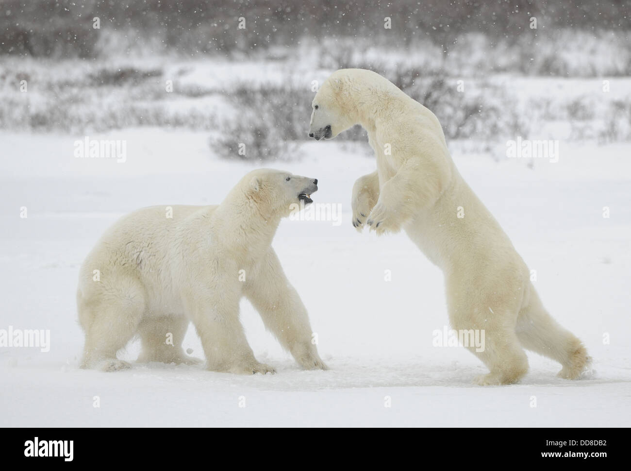 Fighting polar bears Stock Photo - Alamy