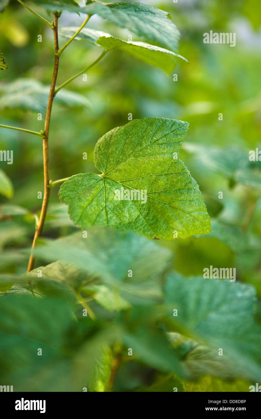 Wine leaf frame hi-res stock photography and images - Alamy