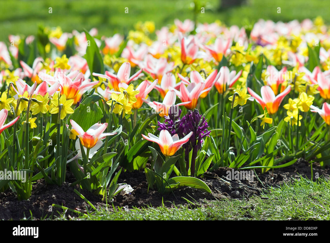 Colorful spring flowers in the park Stock Photo - Alamy