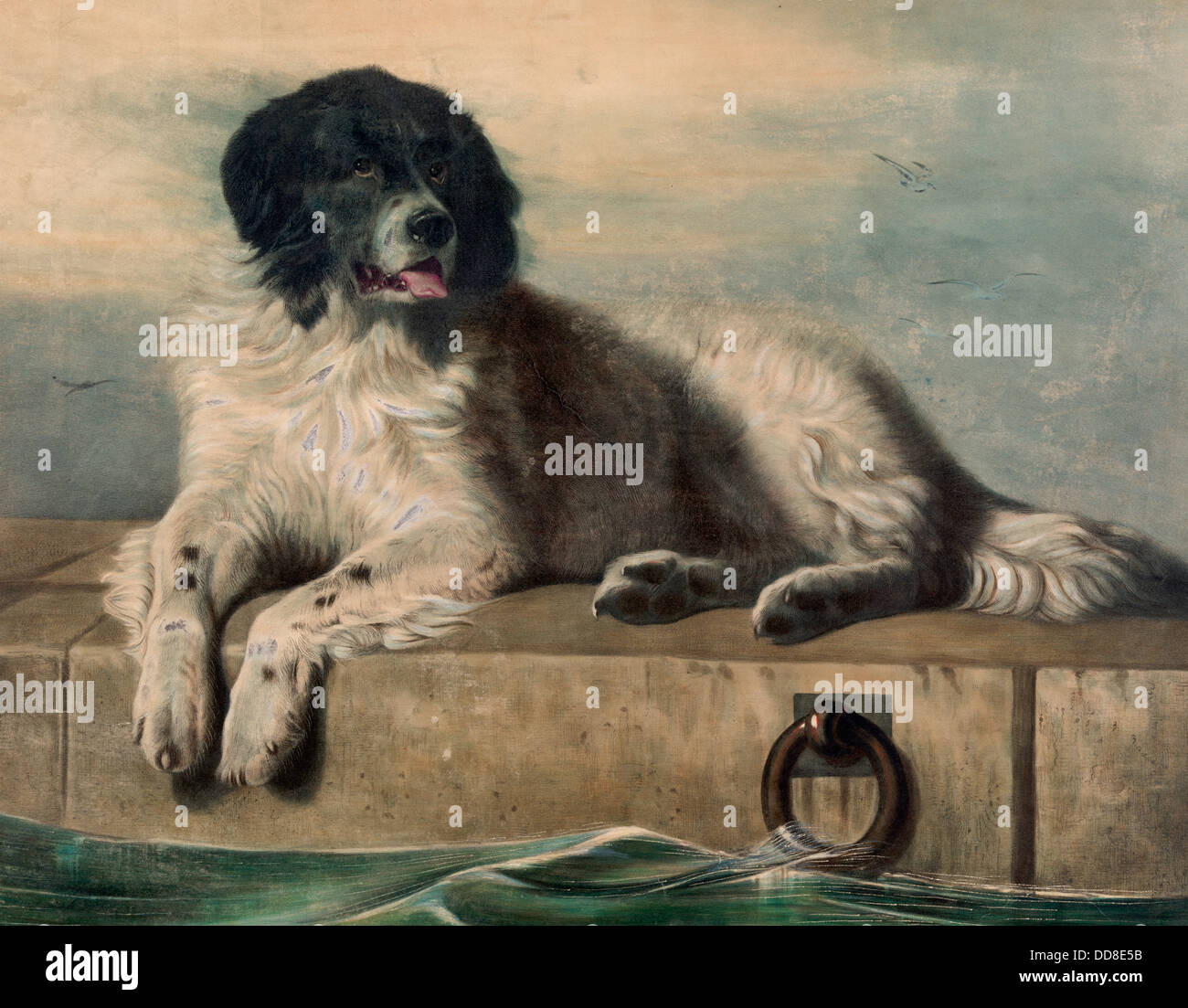 Distinguished dog hi-res stock photography and images - Alamy