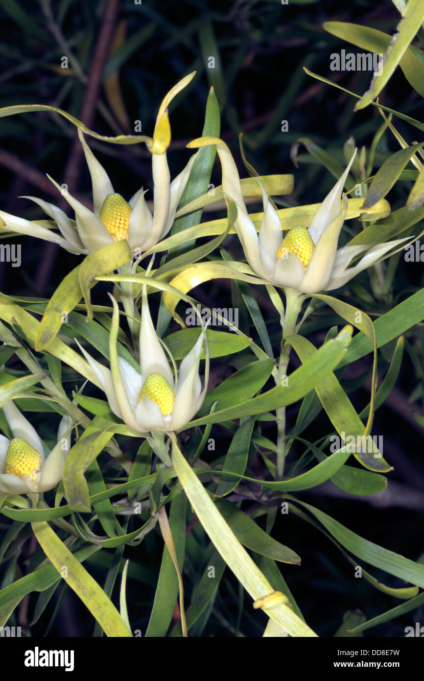 Gum leaf conebush hi-res stock photography and images - Alamy