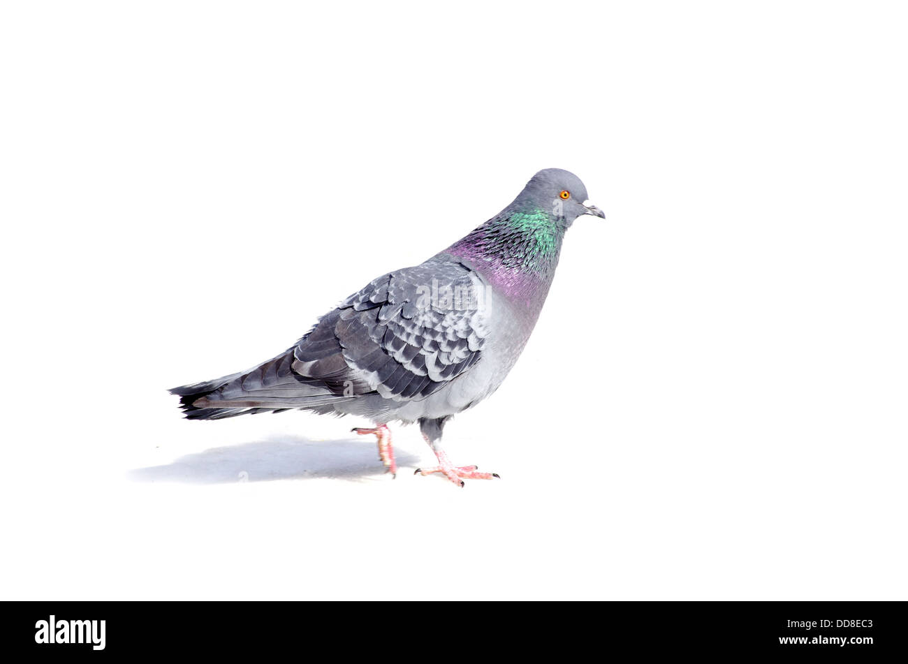 Pigeon side view Cut Out Stock Images & Pictures - Alamy
