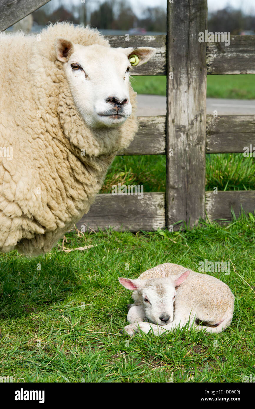 White sheep with lamp Stock Photo - Alamy