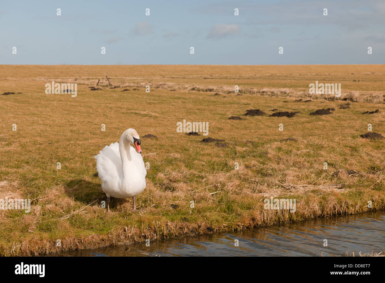 White swan in Dutch meadows Stock Photo - Alamy