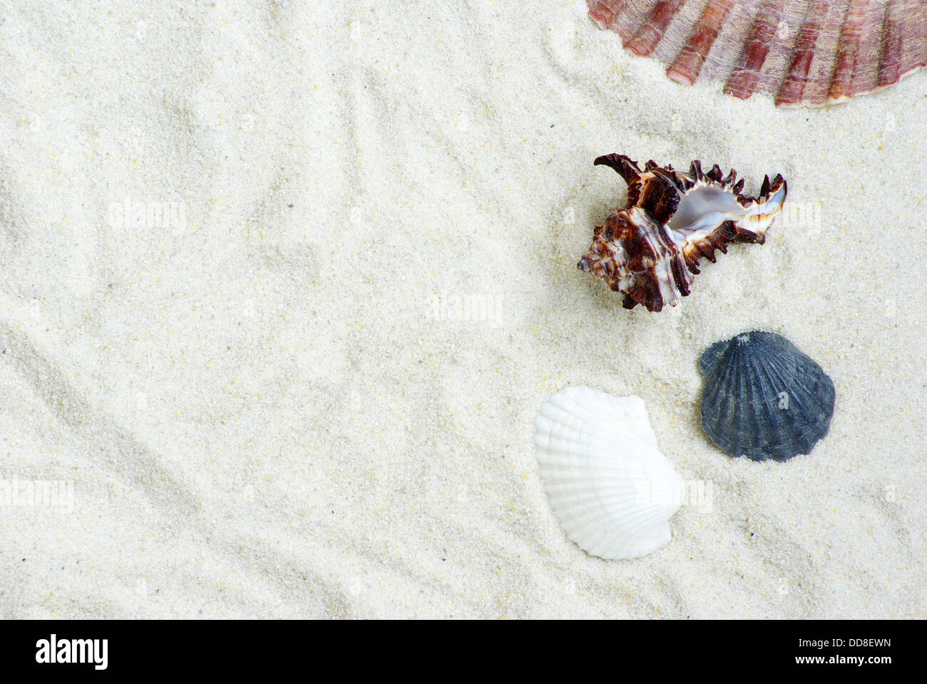 shells on sand Stock Photo - Alamy