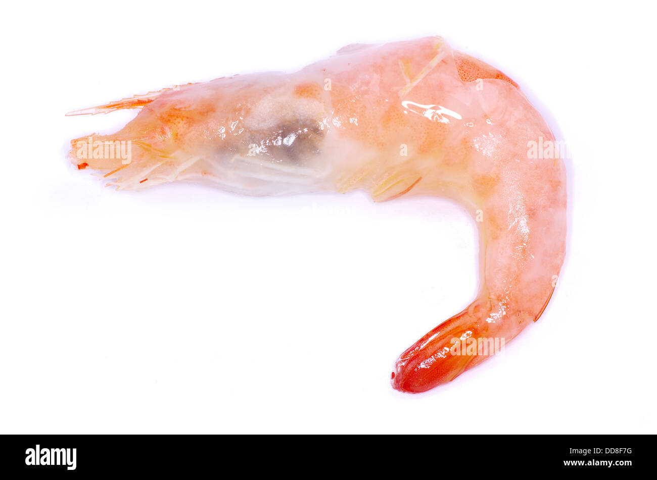 Macro closeup cooked shrimp Cut Out Stock Images & Pictures - Alamy