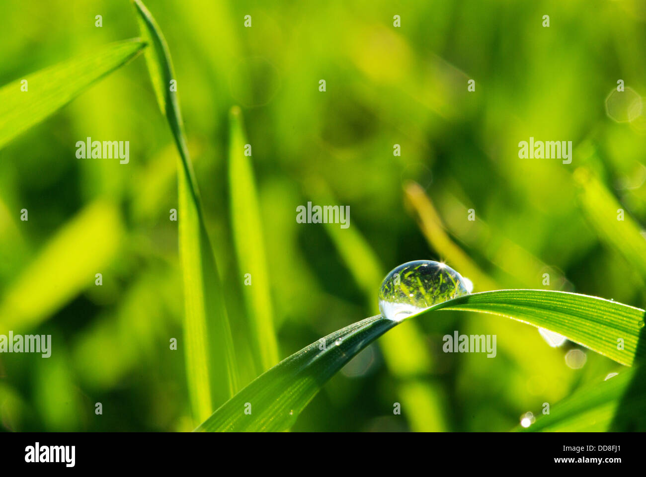 drop on grass Stock Photo - Alamy