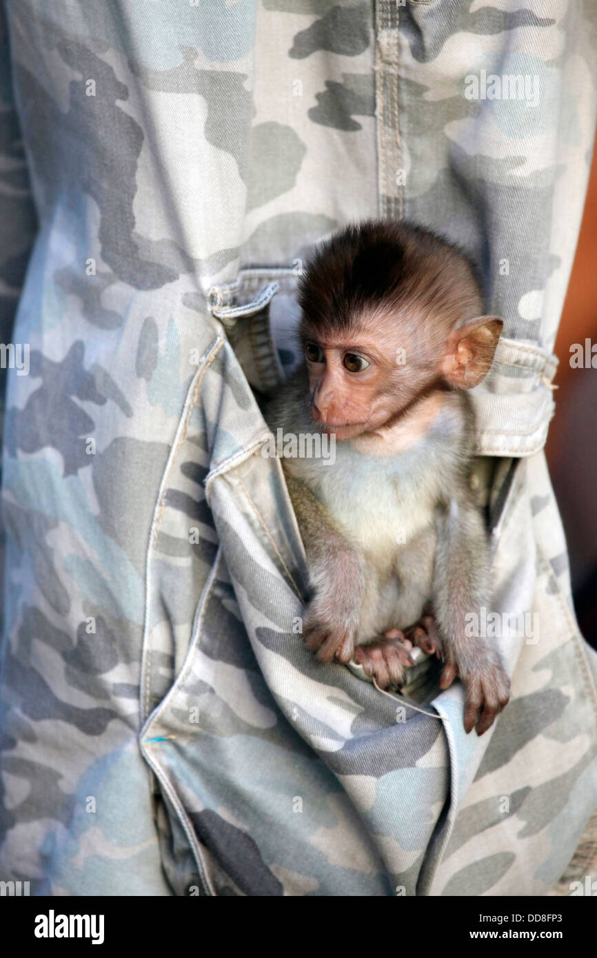 Scared monkey hi-res stock photography and images - Alamy
