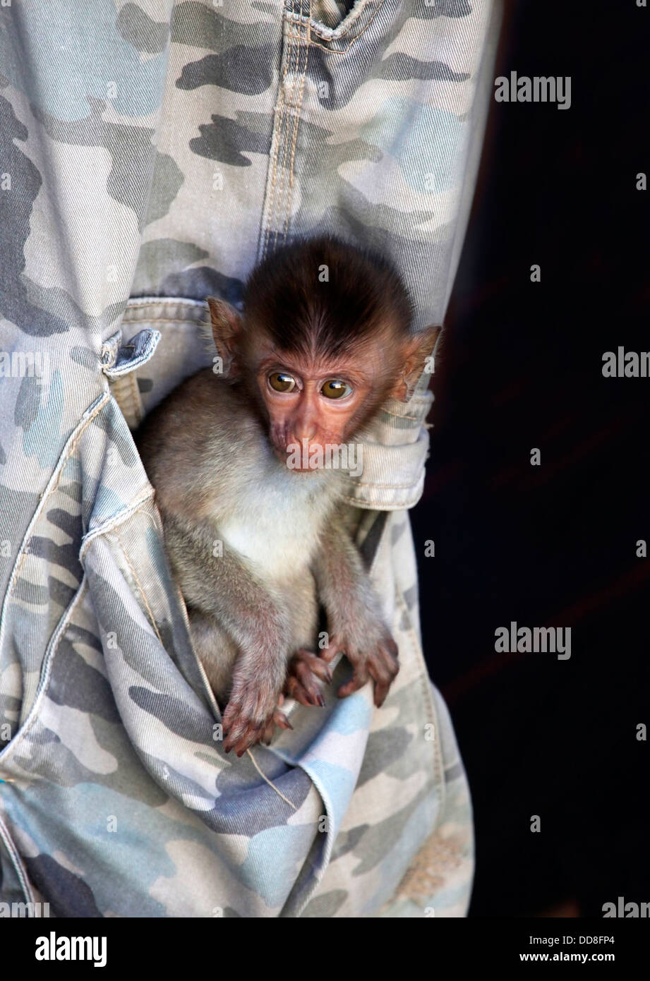 Monkey scared hi-res stock photography and images - Alamy