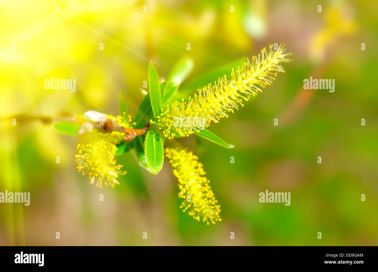 macro shot of blooming willow tree. Salix caprea. summertime Stock ...