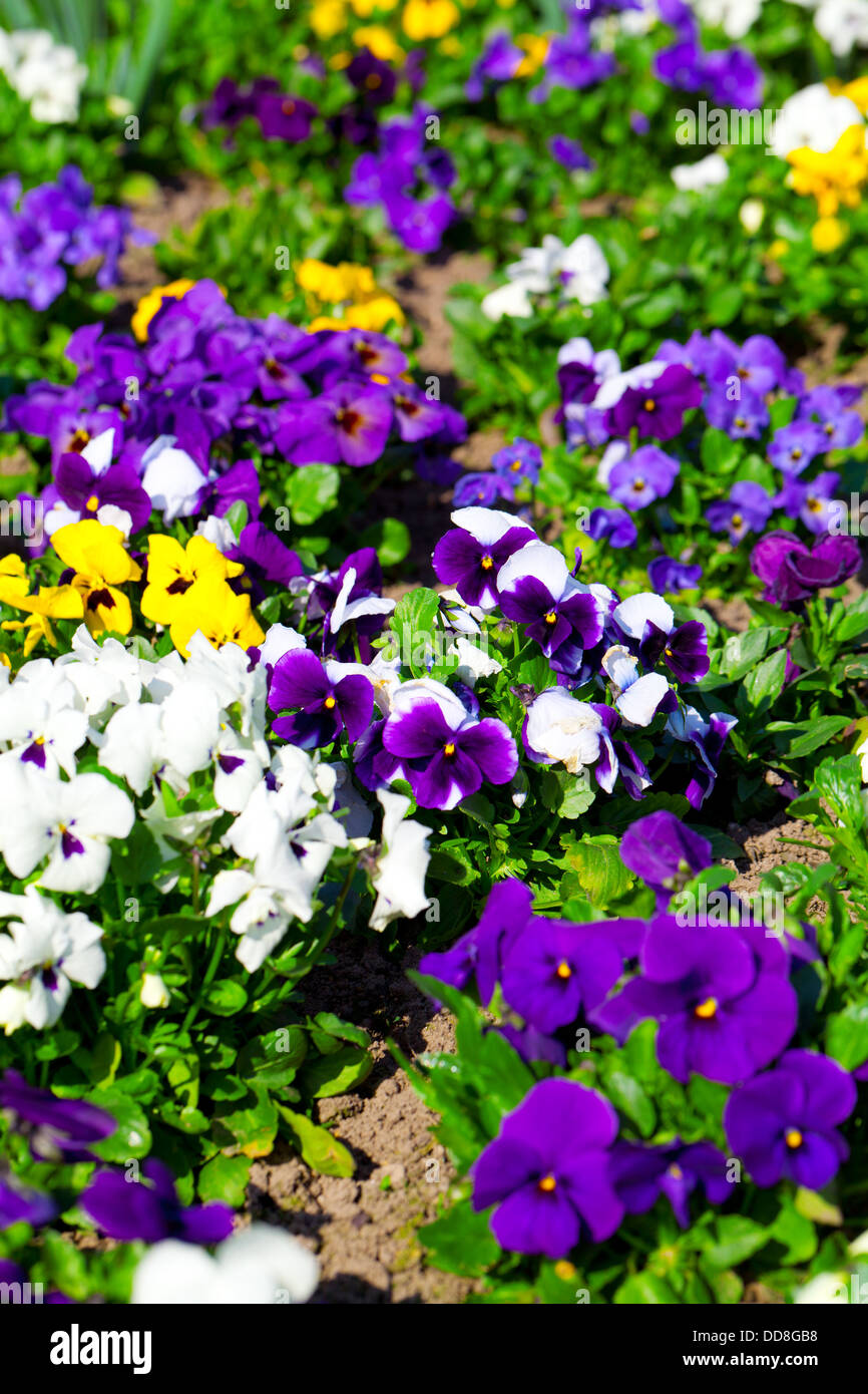 Violet petunia variety hi-res stock photography and images - Alamy