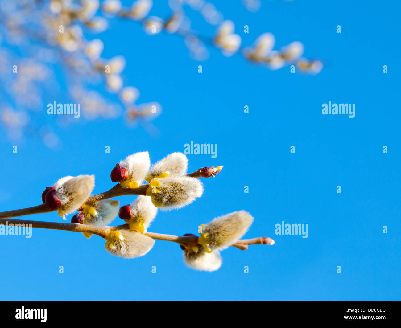 Branch With Willow Buds Pussy Willows With Sunlight Spring P Stock