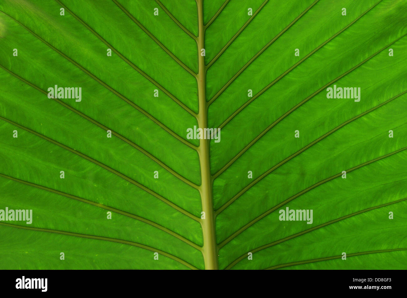 green leaf texture Stock Photo - Alamy