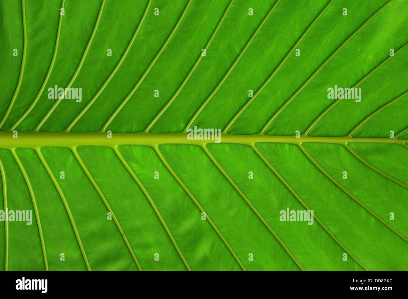 green leaf texture Stock Photo - Alamy