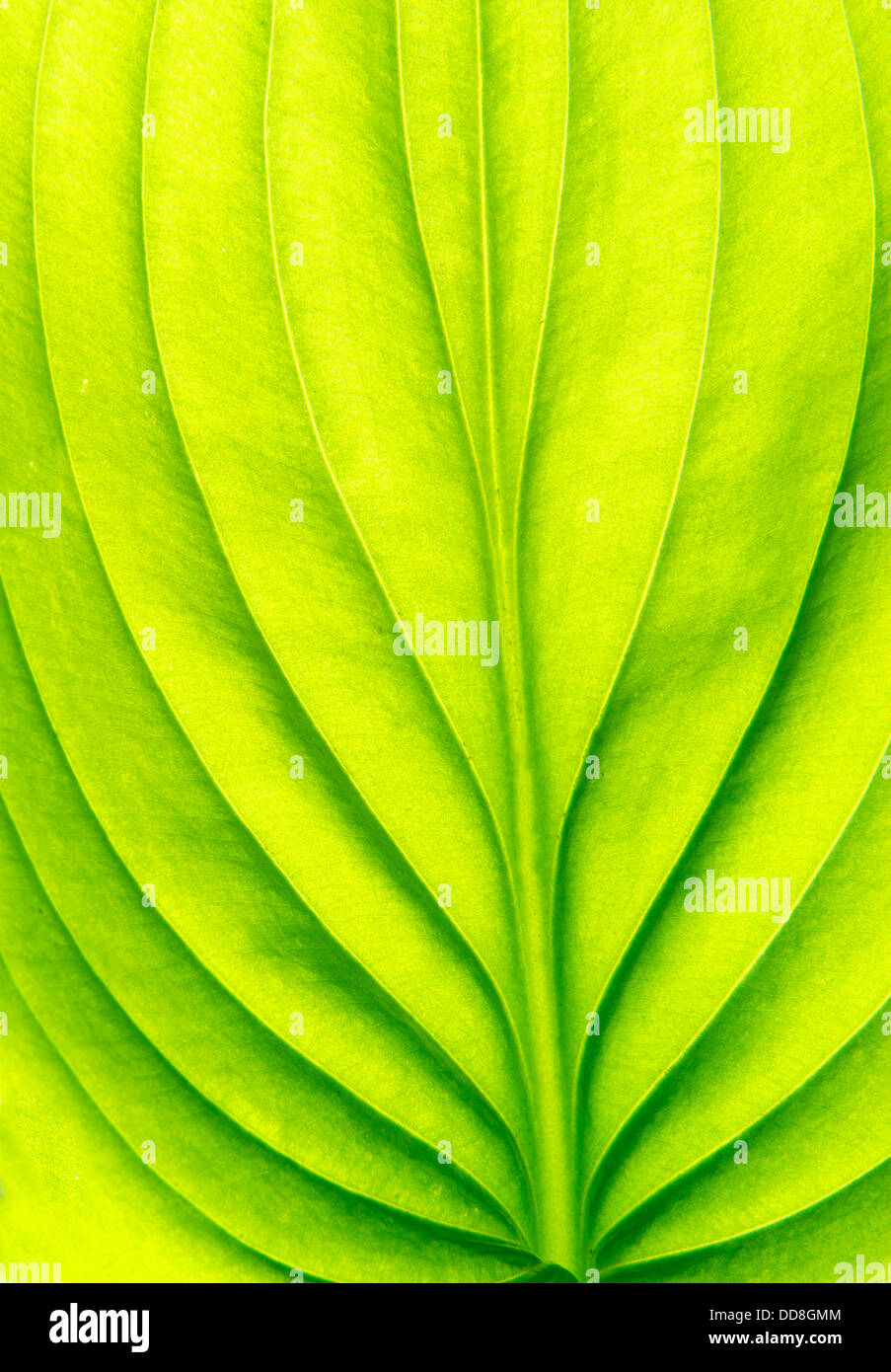 structure of leaf Stock Photo - Alamy