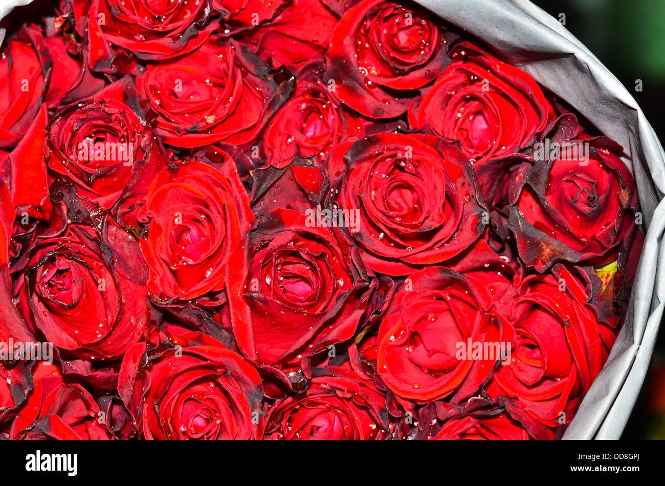 bunch of red roses Stock Photo - Alamy