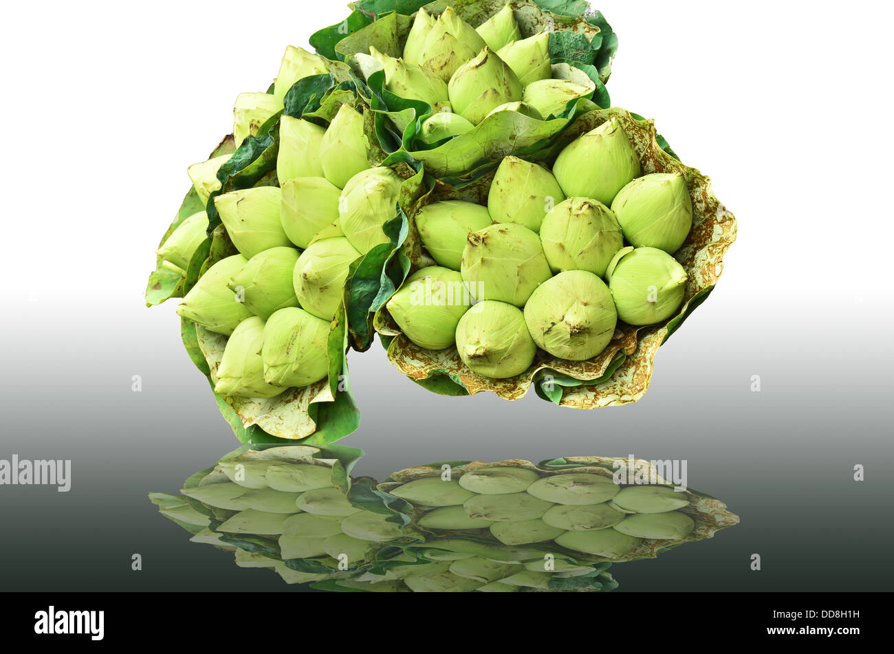 Green lotus bunch wrap by lotus leaves and reflection Stock Photo - Alamy