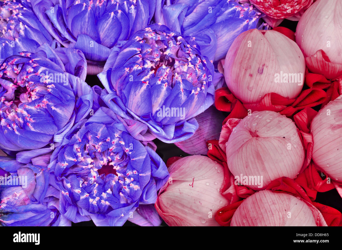 Tropical climate lotus hi-res stock photography and images - Alamy