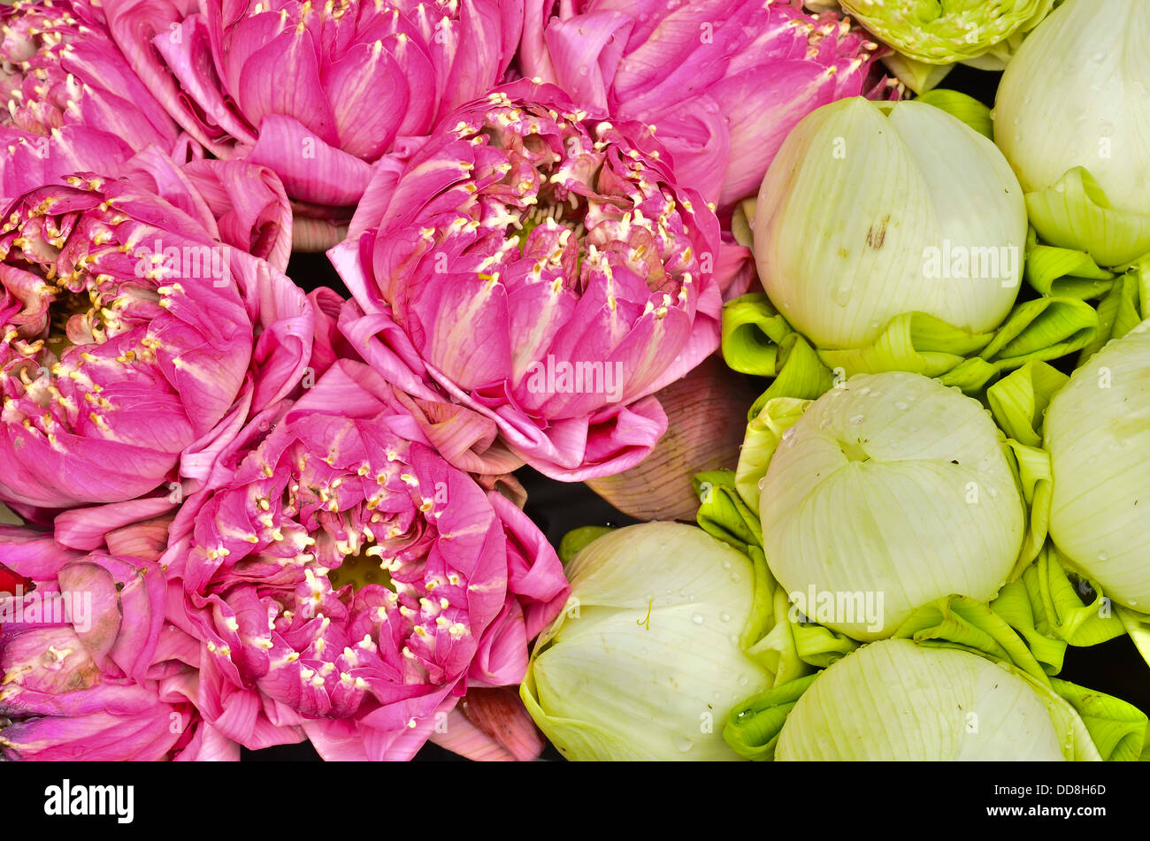 Tropical climate lotus hi-res stock photography and images - Alamy