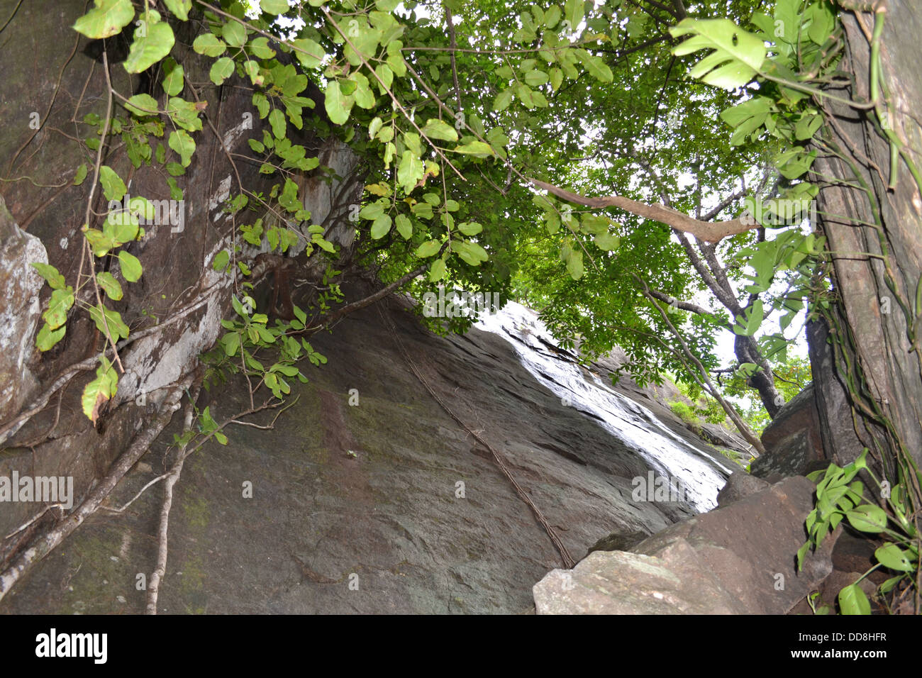 Rock tree hi-res stock photography and images - Alamy