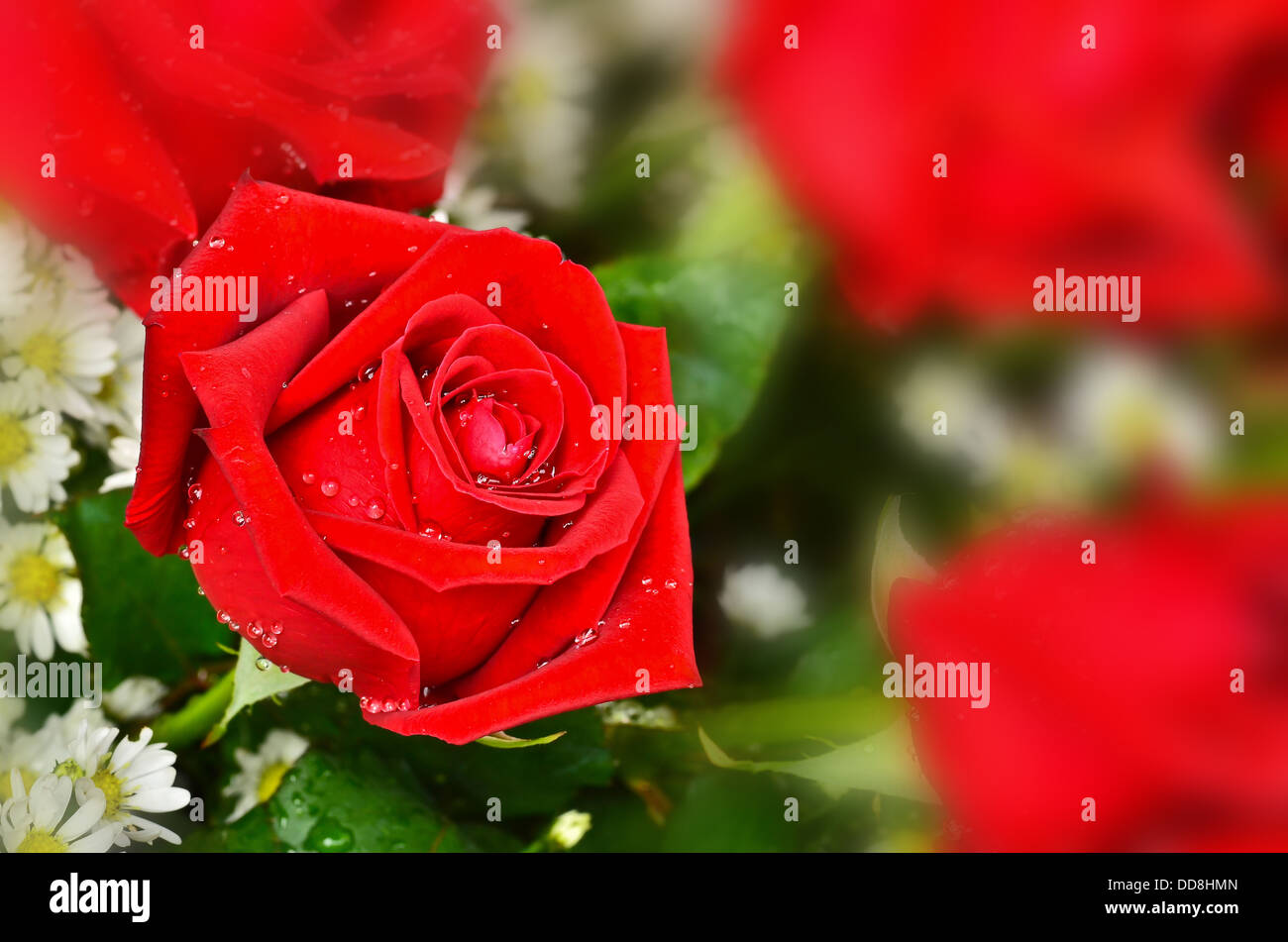 Close-up view of beatiful dark red rose Stock Photo - Alamy